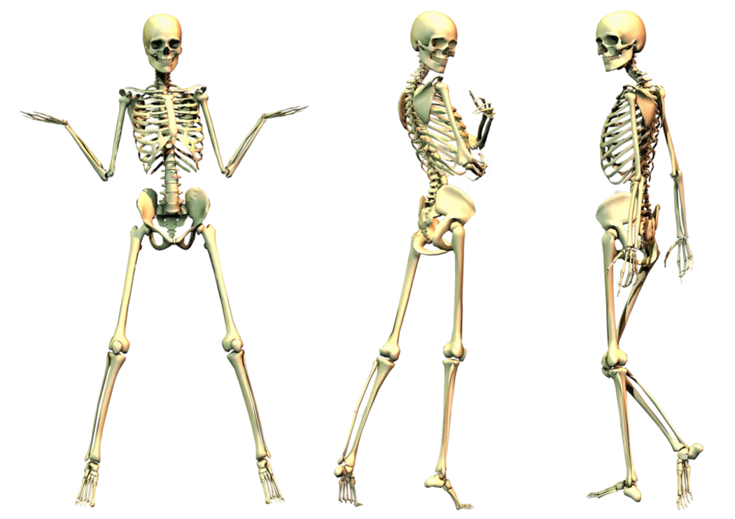 雕像万圣节头骨骨架png Ppter吧